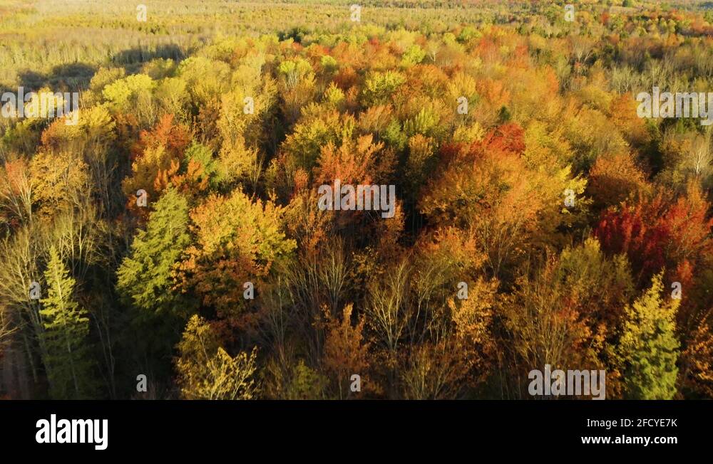 Remote forest Stock Videos & Footage - HD and 4K Video Clips - Alamy