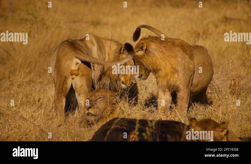 Buffalo detail Stock Videos & Footage - HD and 4K Video Clips - Alamy