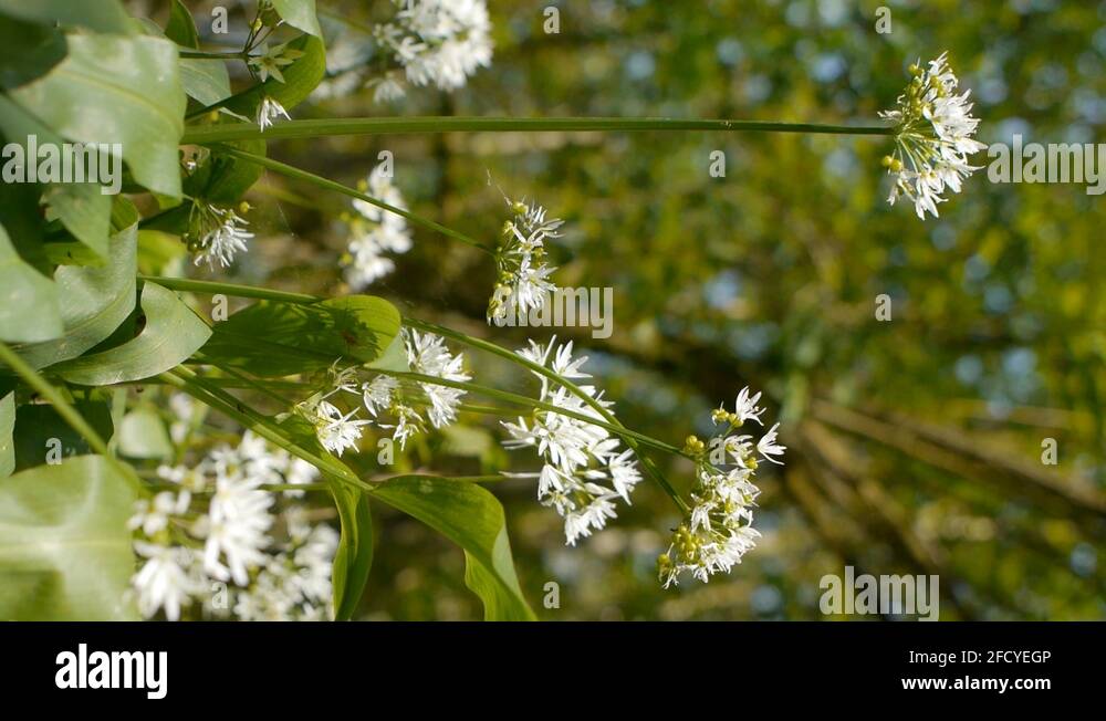 Garlic tree Stock Videos & Footage - HD and 4K Video Clips - Alamy