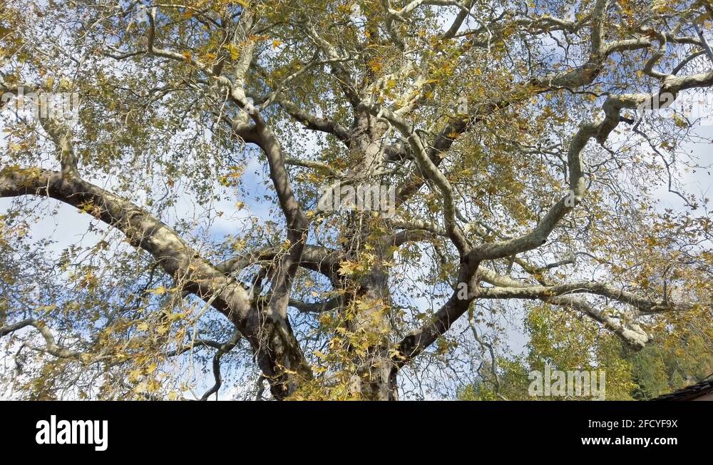 Imposing tree Stock Videos & Footage - HD and 4K Video Clips - Alamy
