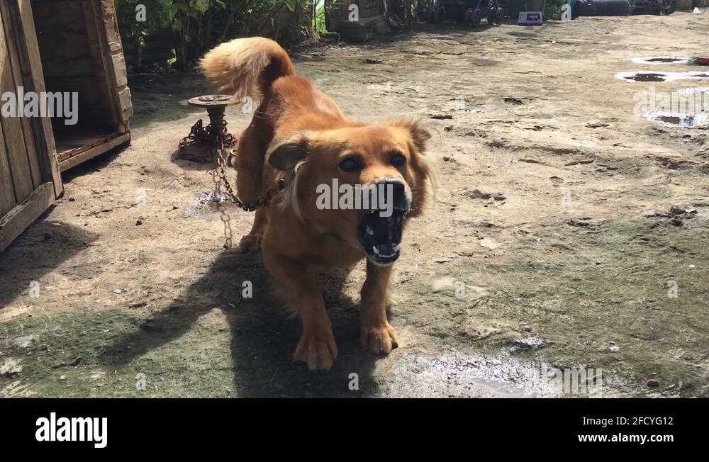 Vicious black dog Stock Videos & Footage - HD and 4K Video Clips - Alamy