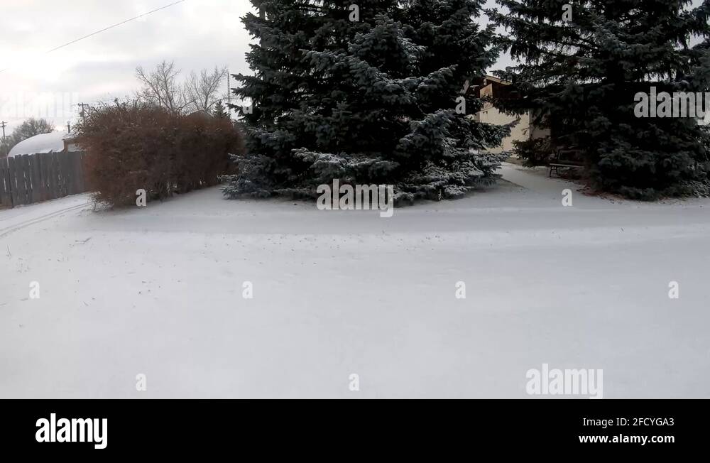 Snow bunny tree Stock Videos & Footage - HD and 4K Video Clips - Alamy
