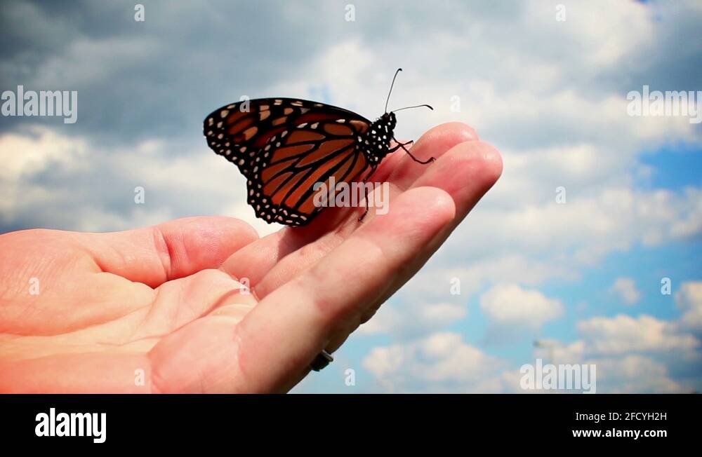 Butterfly in hand Stock Videos & Footage - HD and 4K Video Clips - Alamy