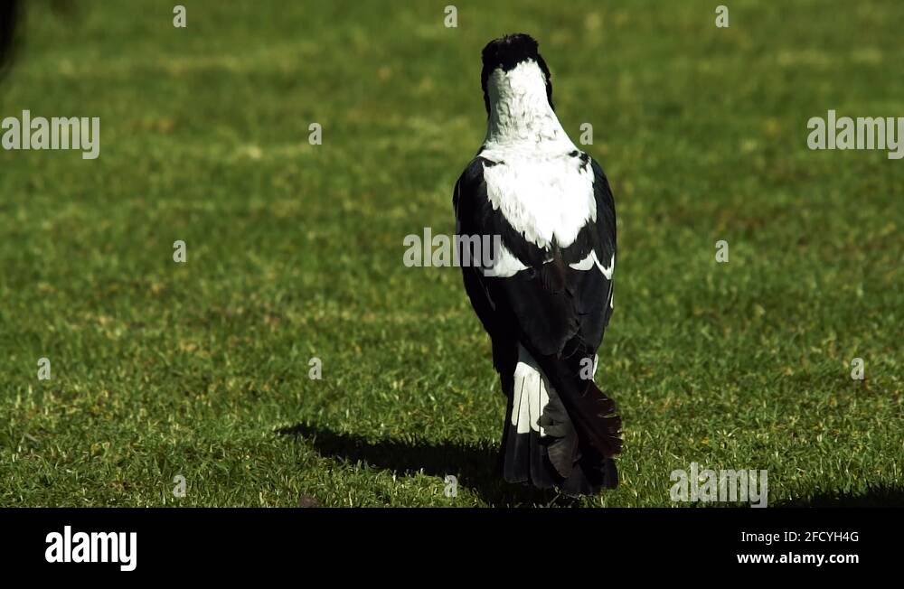 Australian native magpie Stock Videos & Footage - HD and 4K Video Clips ...
