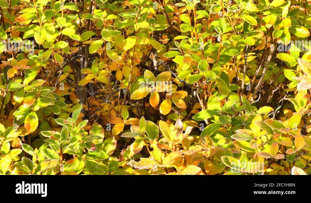 Bushes bush bushy Stock Videos & Footage - HD and 4K Video Clips - Alamy