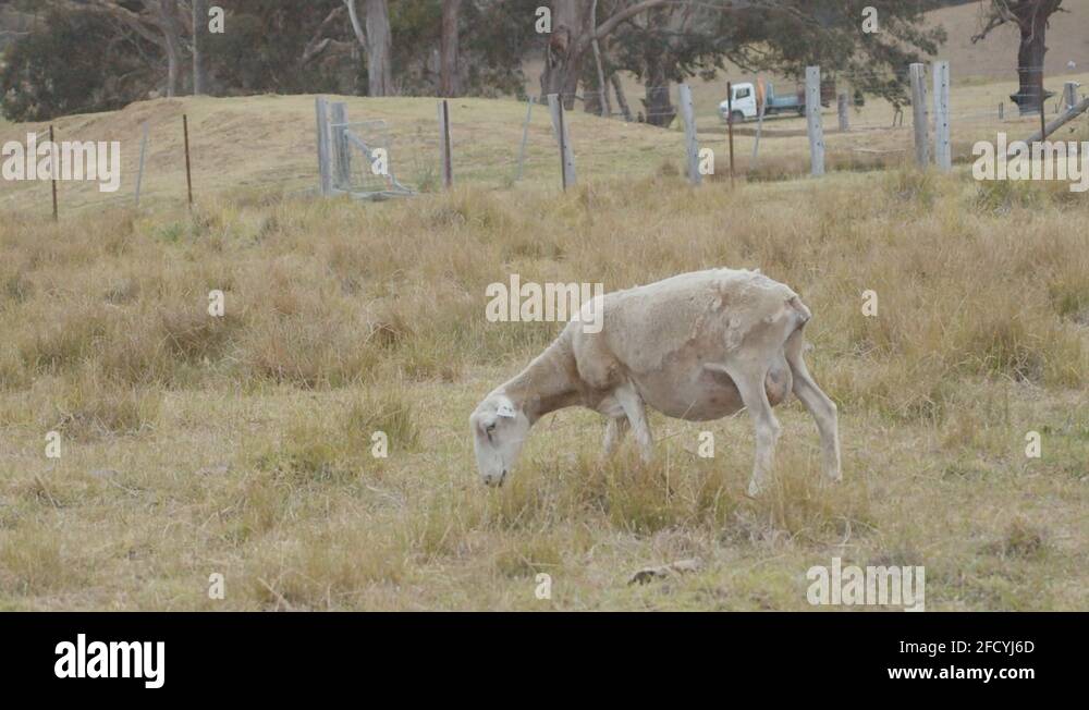 Lone sheep grazing Stock Videos & Footage - HD and 4K Video Clips - Alamy