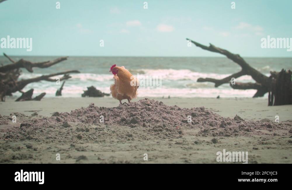 Chicken beach Stock Videos & Footage - HD and 4K Video Clips - Alamy
