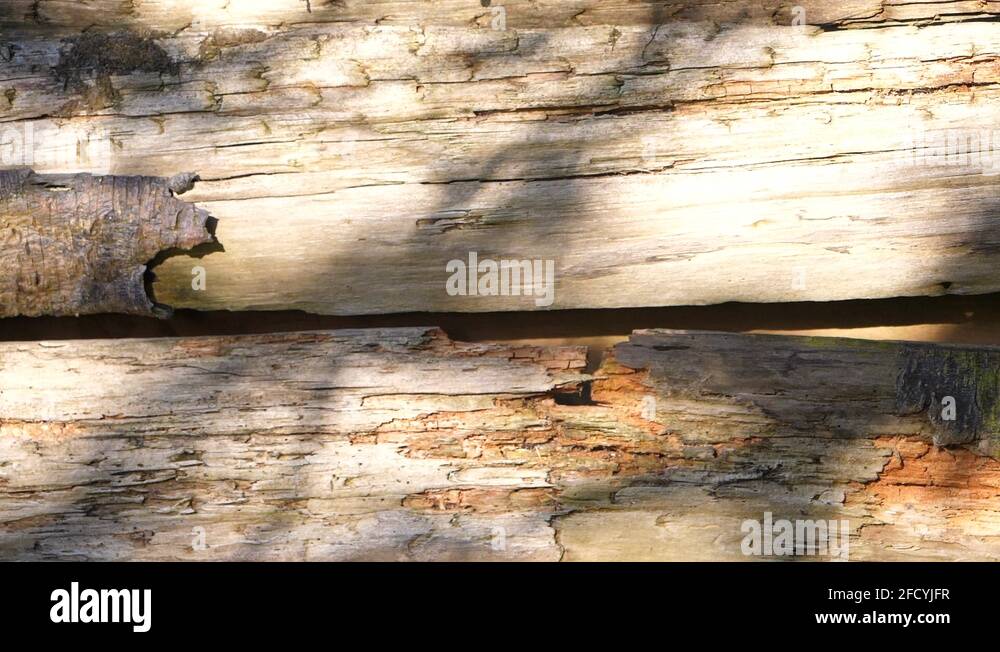 Tree creeper Certhia familiaris moves across timber barn wall to ...