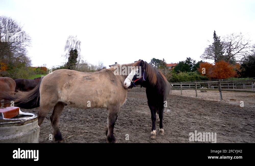 Affectionate horses Stock Videos & Footage - HD and 4K Video Clips - Alamy
