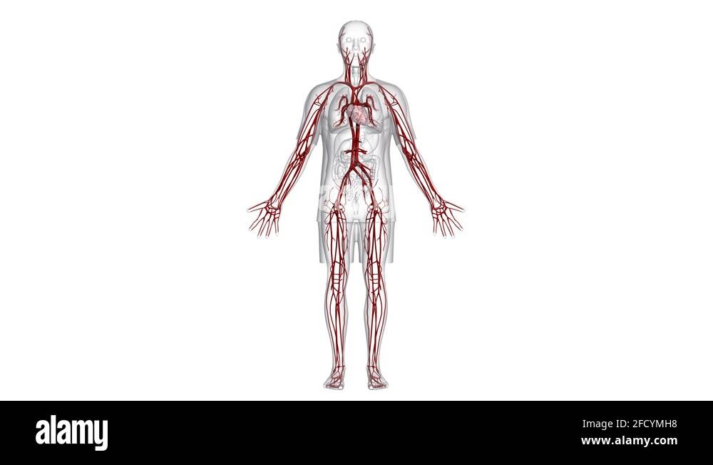 Aorta and vena cava Stock Videos & Footage - HD and 4K Video Clips - Alamy