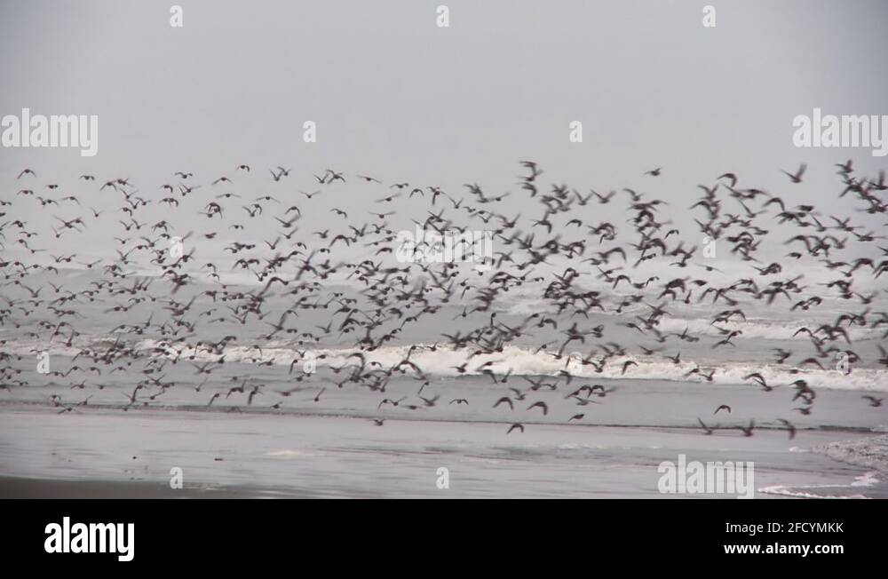Shorebirds beach Stock Videos & Footage - HD and 4K Video Clips - Alamy