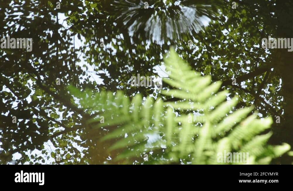 Fern element Stock Videos & Footage - HD and 4K Video Clips - Alamy