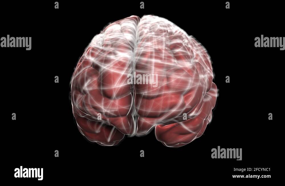 That brain Stock Videos & Footage - HD and 4K Video Clips - Alamy