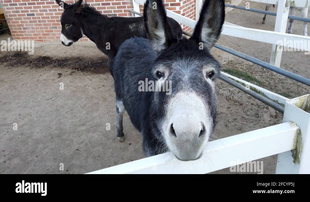 Two donkeys are inside an enclosure. Both are Black with white noses ...