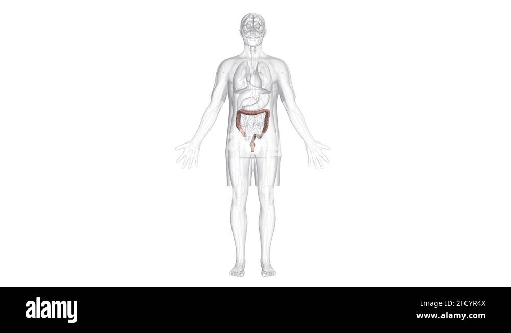 Large intestine camera Stock Videos & Footage - HD and 4K Video Clips ...