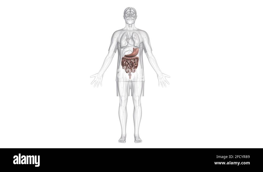 Transparent digestive system Stock Videos & Footage - HD and 4K Video ...
