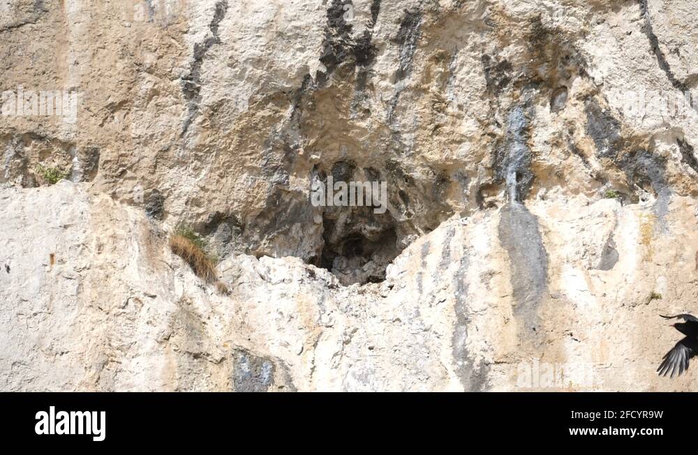 Pair on nest Stock Videos & Footage - HD and 4K Video Clips - Alamy