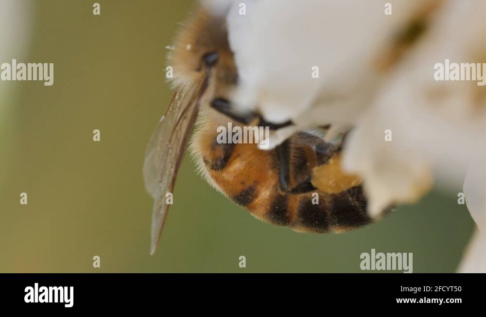 Bee legs close up Stock Videos & Footage - HD and 4K Video Clips - Alamy