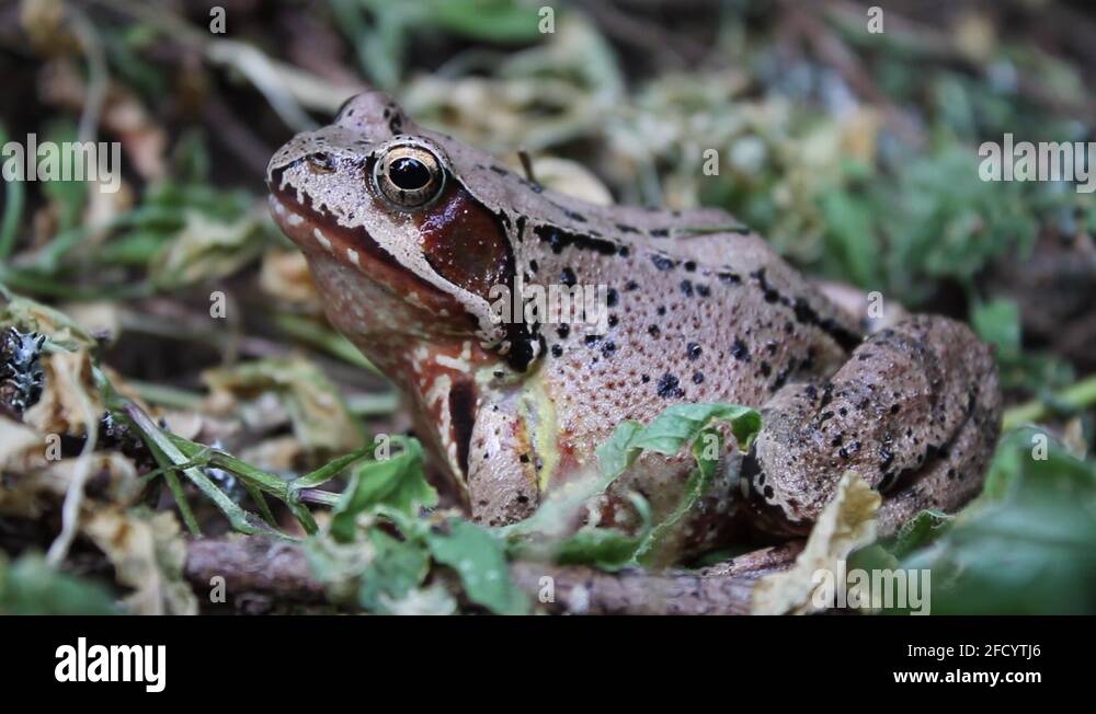 Meadow tree frog Stock Videos & Footage - HD and 4K Video Clips - Alamy