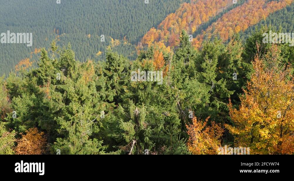 Slide up crowns of tall trees in a dense coniferous forest under the ...
