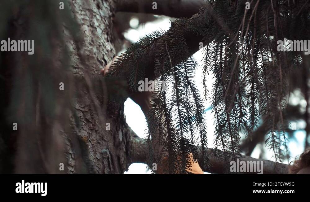 Holding onto tree branch Stock Videos & Footage - HD and 4K Video Clips ...