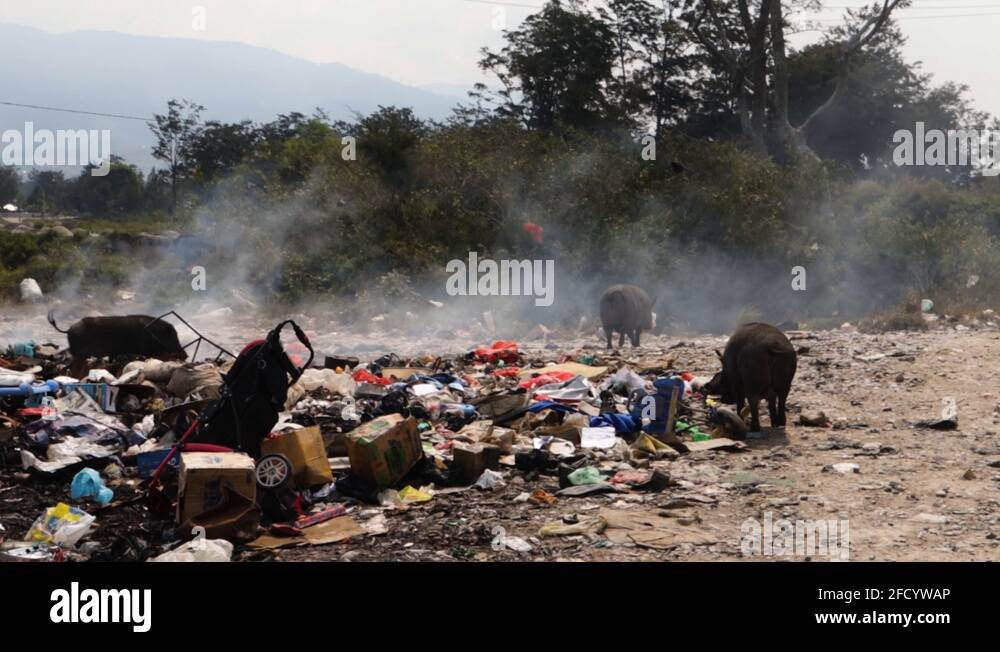 Pigs scavenging on burning trash heap in the middle of the jungle Stock ...