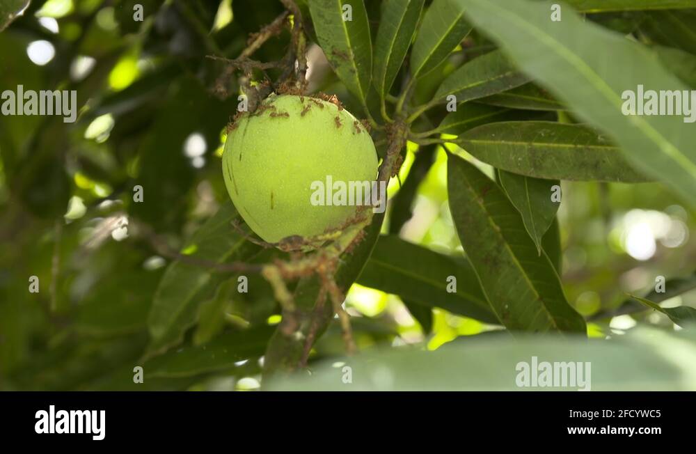 Big mango tree Stock Videos & Footage - HD and 4K Video Clips - Alamy