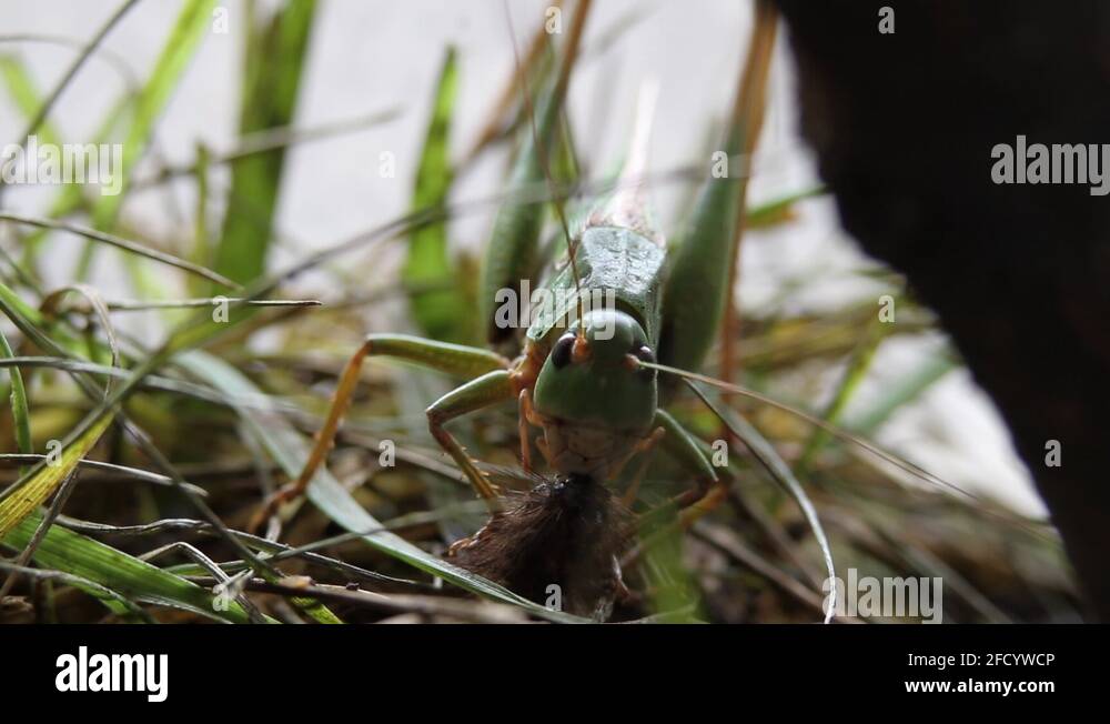Wart-biter Bush Cricket eating caterpillar, front view, Decticus ...