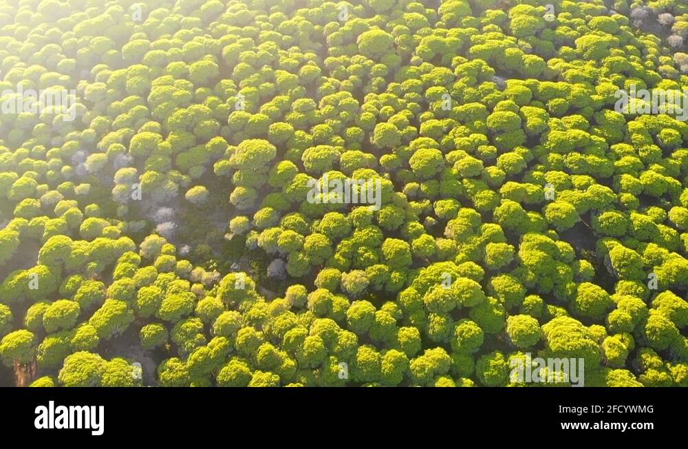 Trees vegetation tree branch from above Stock Videos & Footage - HD and ...