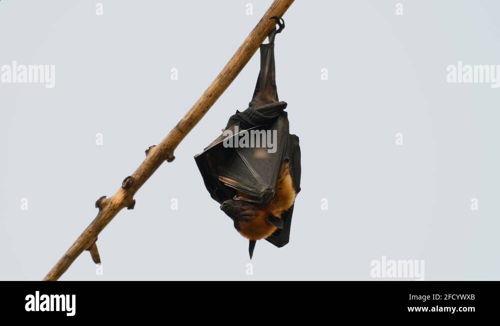 Flying fox Stock Videos & Footage - HD and 4K Video Clips - Alamy