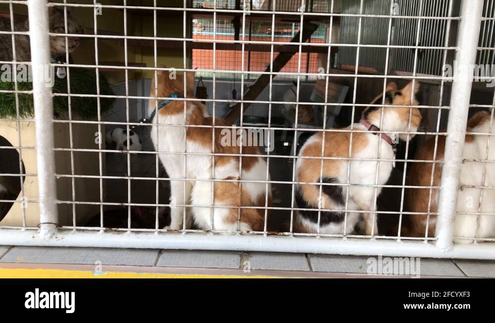 Stray animal welfare Stock Videos & Footage - HD and 4K Video Clips - Alamy