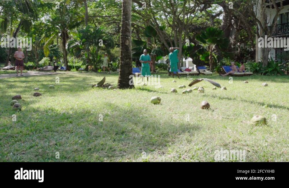 Ripe coconut falling from tree and bursts open in slow motion. Green ...