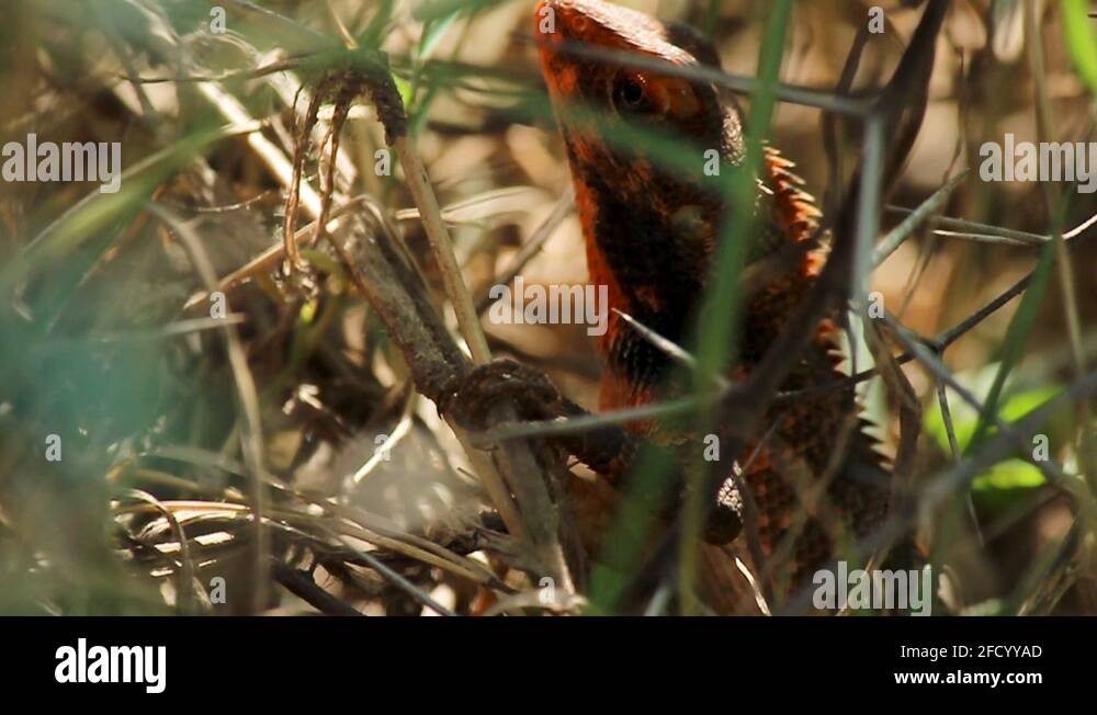 Reptiles of pakistan Stock Videos & Footage - HD and 4K Video Clips - Alamy