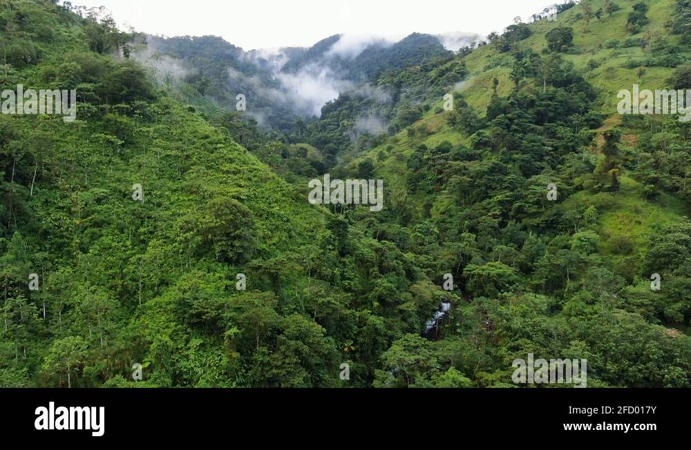 Cinematic mood shot, jurassic park rainforest jungle setting with ...