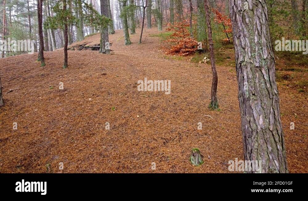 Bosky forest Stock Videos & Footage - HD and 4K Video Clips - Alamy