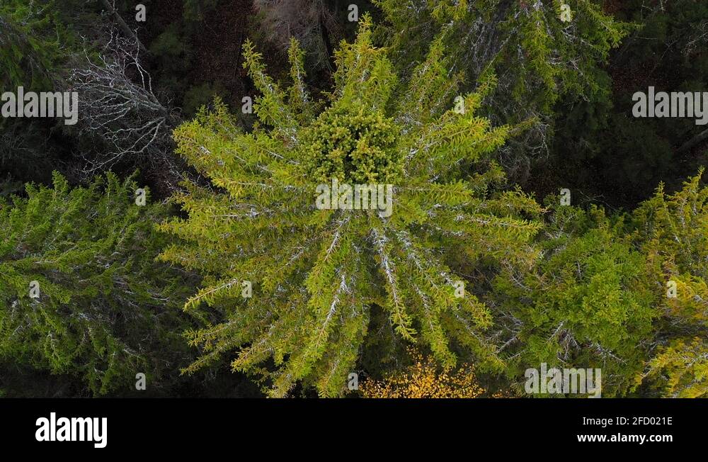 The witches broom tree Stock Videos & Footage - HD and 4K Video Clips ...