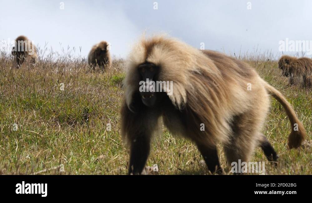 Baboon teeth Stock Videos & Footage - HD and 4K Video Clips - Alamy