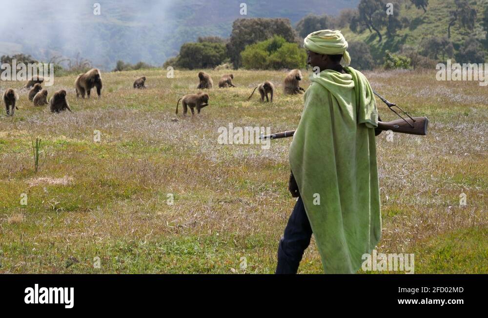Ethiopian primate Stock Videos & Footage - HD and 4K Video Clips - Alamy