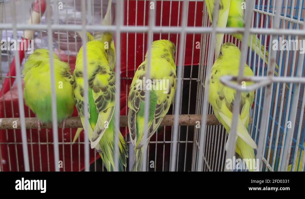 The parrot bird was confined in a cage and lost its freedom Stock Video ...