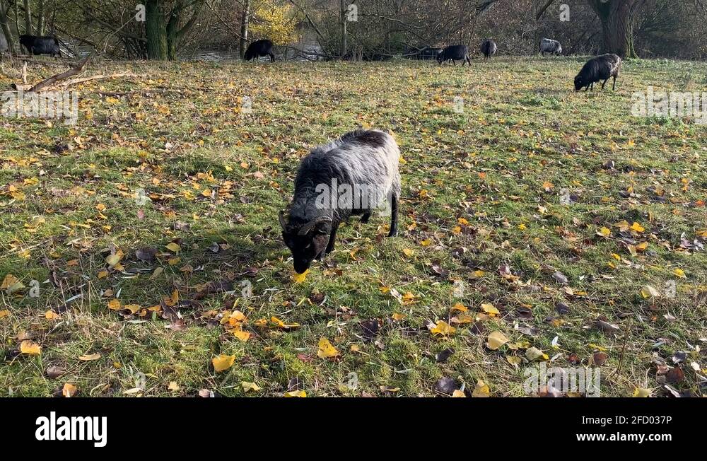 Buck horn sheep Stock Videos & Footage - HD and 4K Video Clips - Alamy