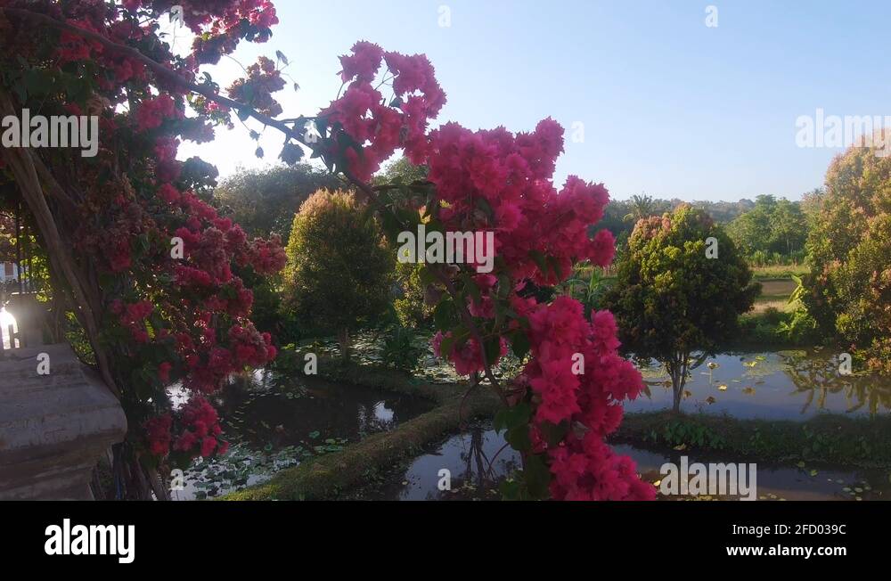 Bali national flower Stock Videos & Footage - HD and 4K Video Clips - Alamy