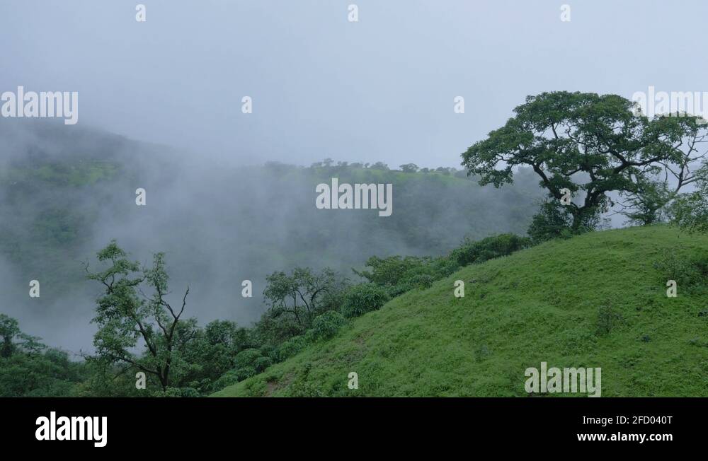 Forests of india Stock Videos & Footage - HD and 4K Video Clips - Alamy