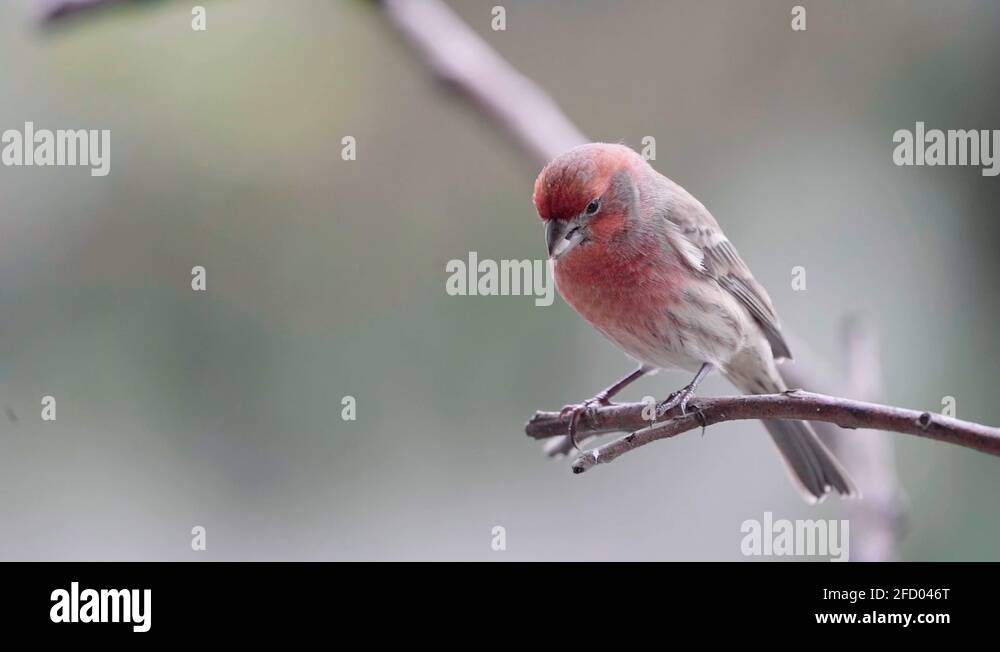 Finch eating sunflower seed Stock Videos & Footage - HD and 4K Video ...