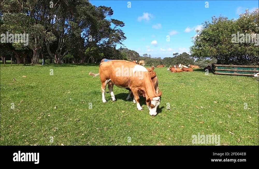 Simmental breed Stock Videos & Footage - HD and 4K Video Clips - Alamy