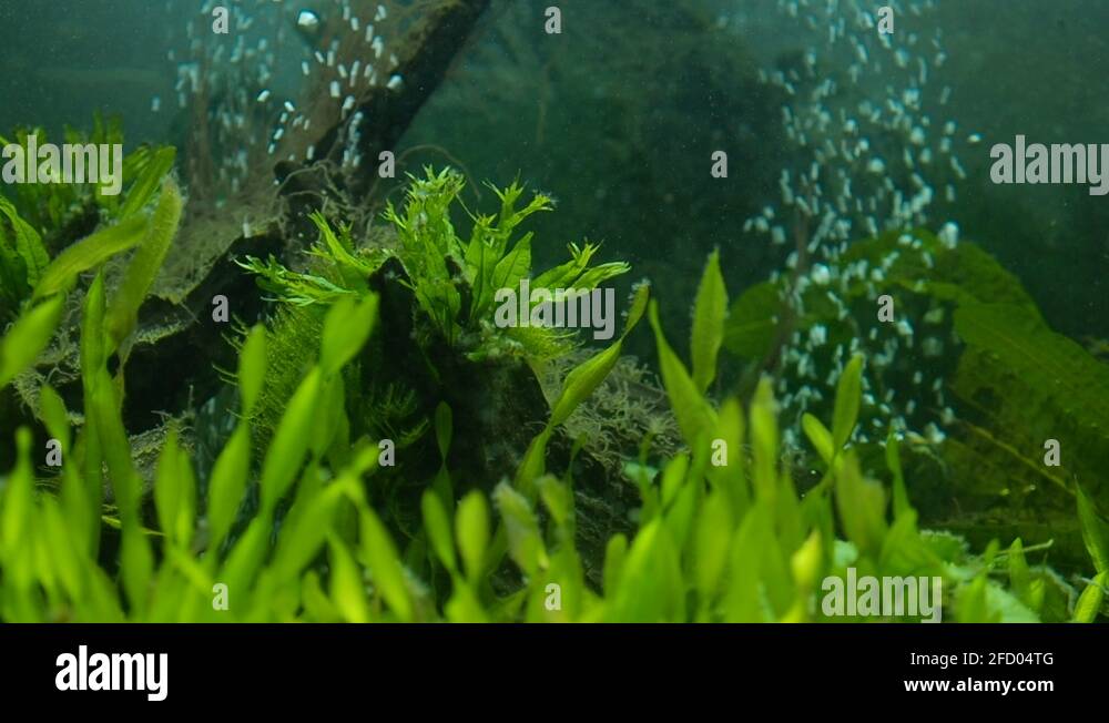Empty fish tank Stock Videos & Footage - HD and 4K Video Clips - Alamy