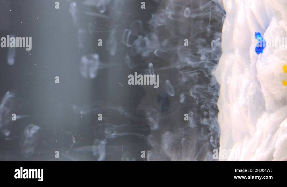 Bubble mixture Stock Videos & Footage - HD and 4K Video Clips - Alamy