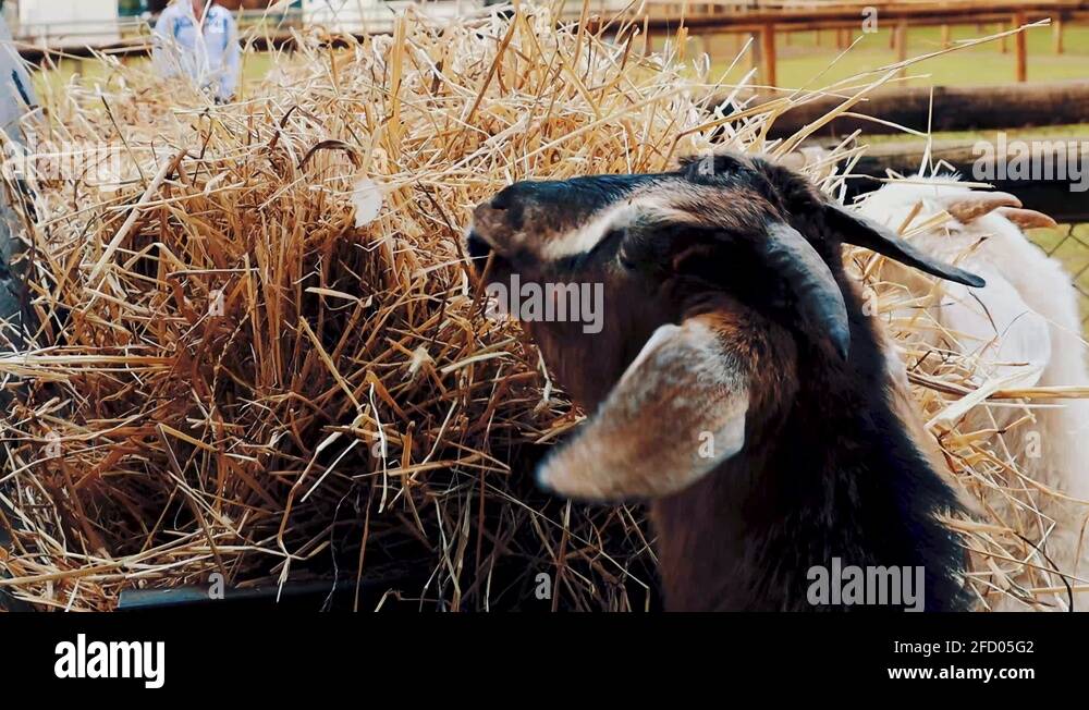 Goat farming australia Stock Videos & Footage - HD and 4K Video Clips ...