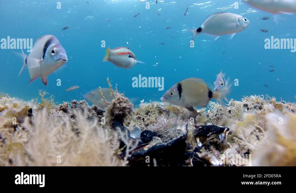 Common mussel shells Stock Videos & Footage - HD and 4K Video Clips - Alamy