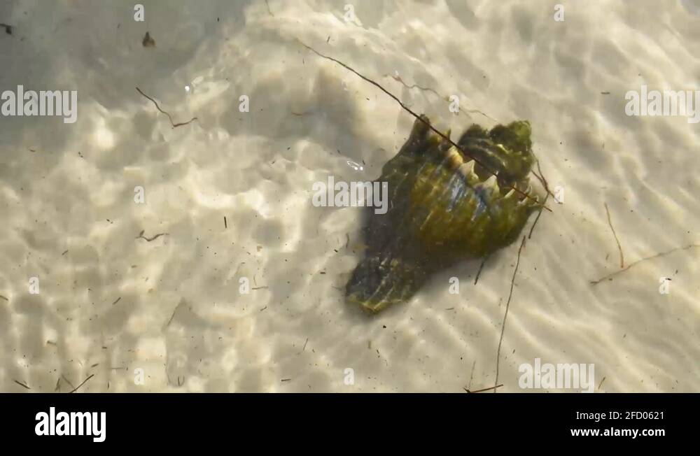 Shell back crab Stock Videos & Footage - HD and 4K Video Clips - Alamy