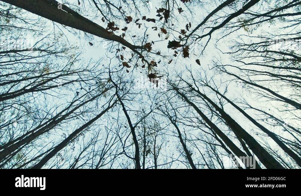 Beautiful leaves falling slowly in the forest with blue sky Stock Video ...